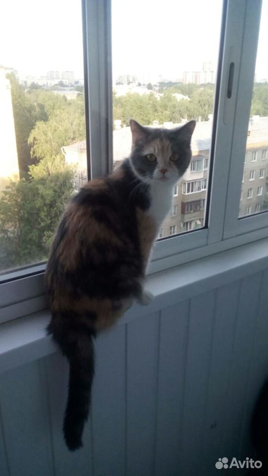 Кошка без вредных привычек, отдам в добые руки