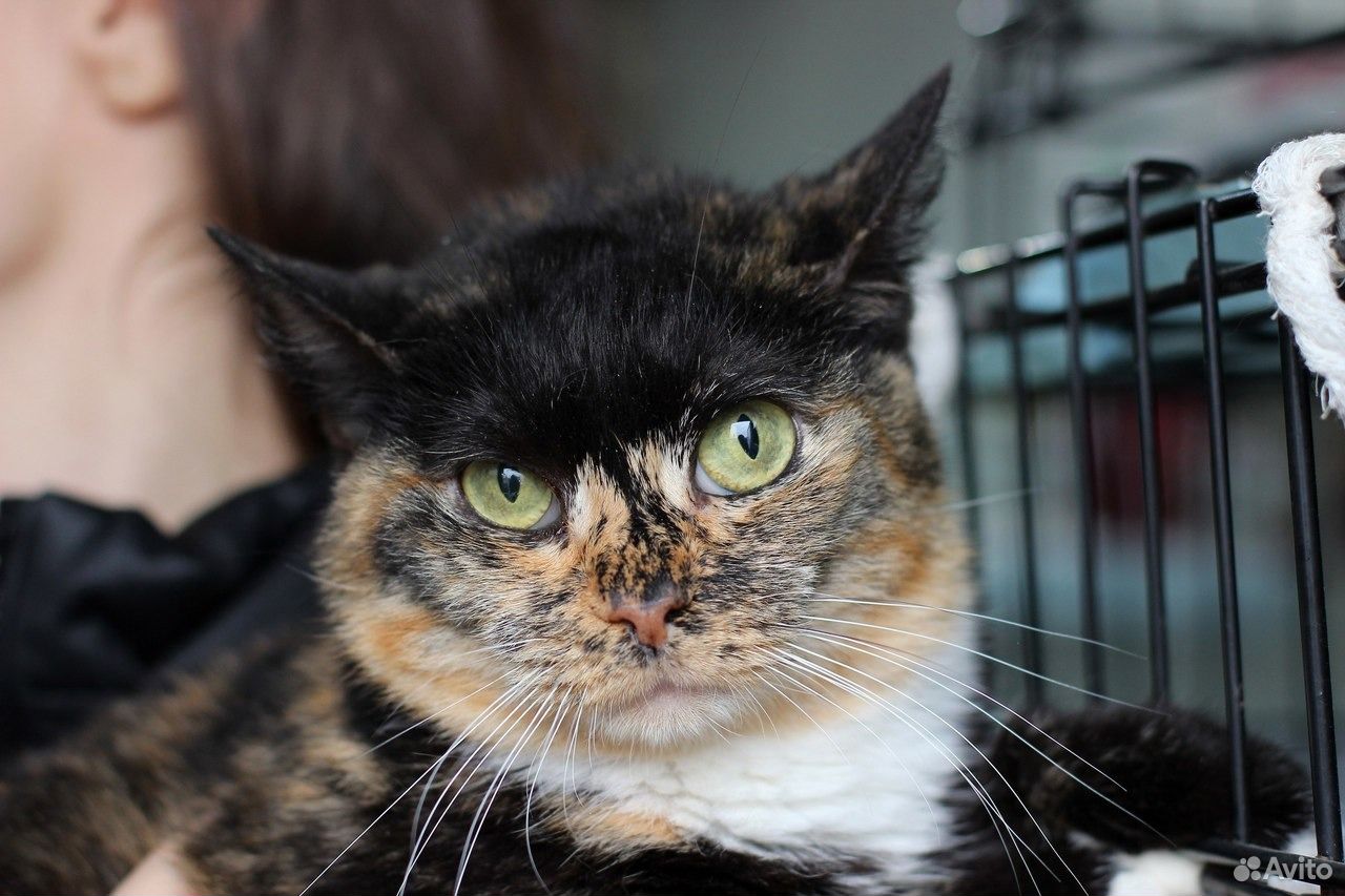 Черепаховая приютская красотка Кошка в добрые руки