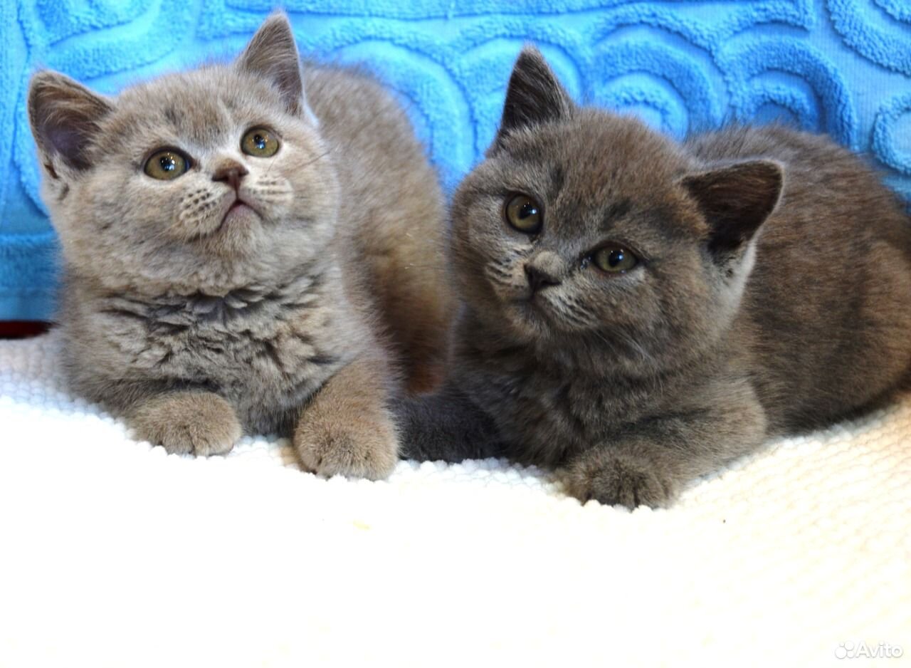 Машенька, Глашенька и Гоша