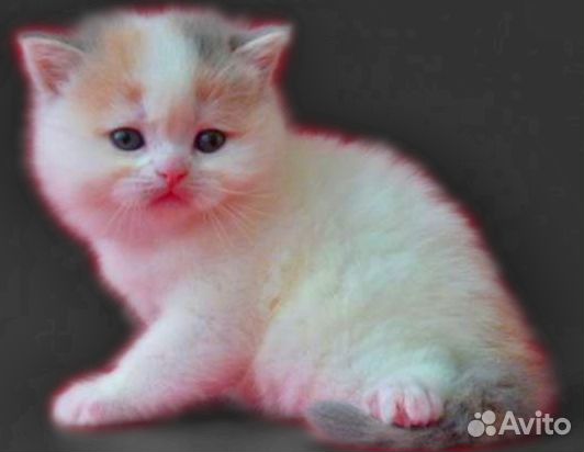 Подарок для любимых