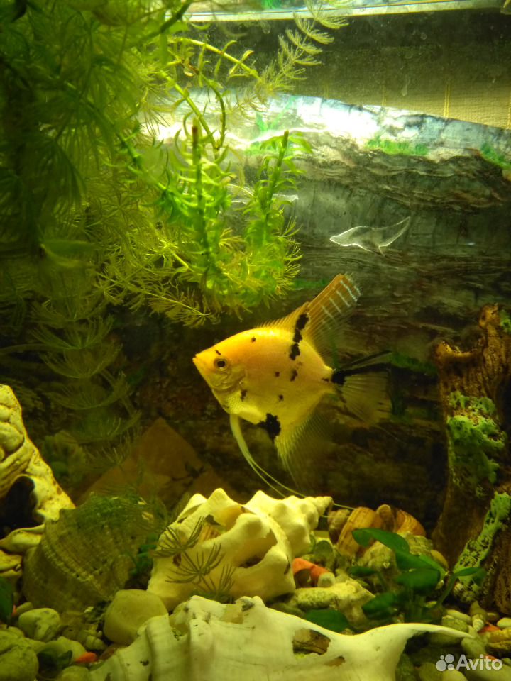 Аквариумные рыбки - Скалярии взрослые