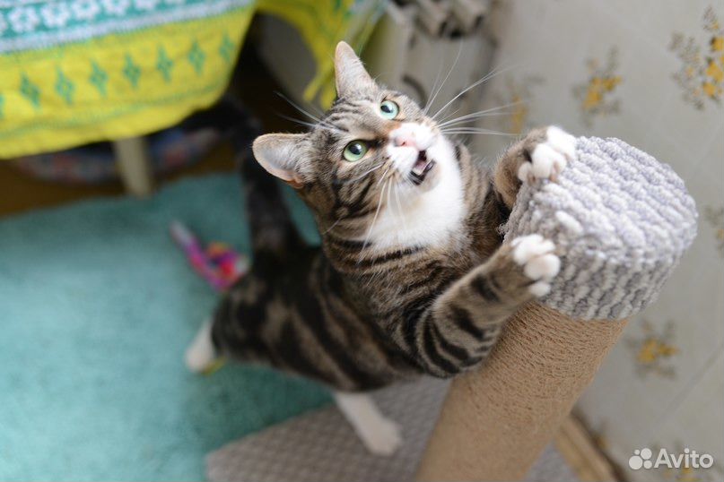 Невероятной красоты кошка Муся ищет семью