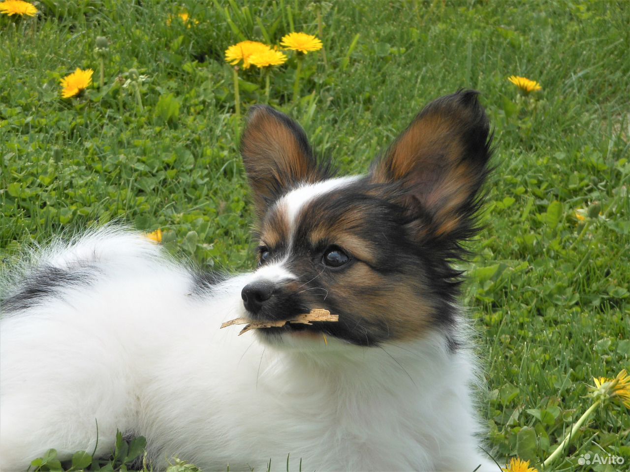 Мальчик папийон