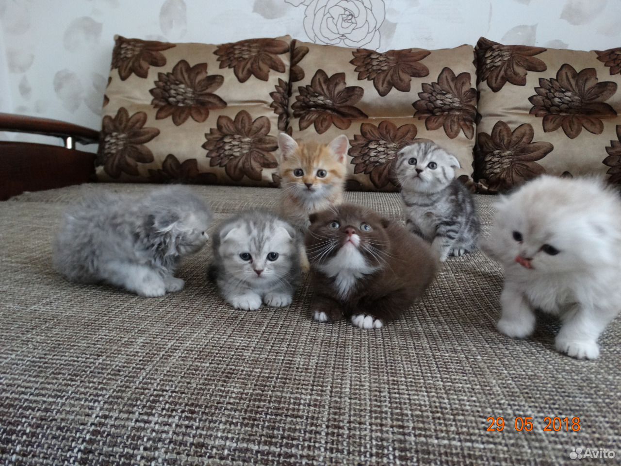 Британские котята