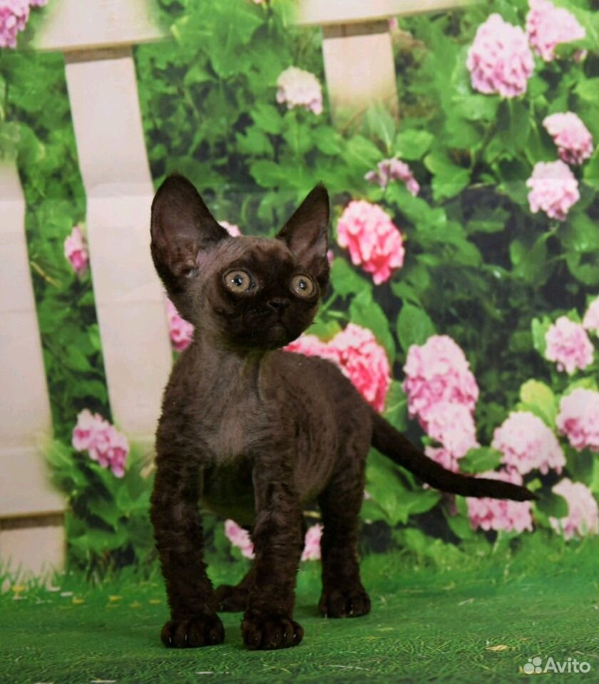 Девон рекс - кошка приносящая радость