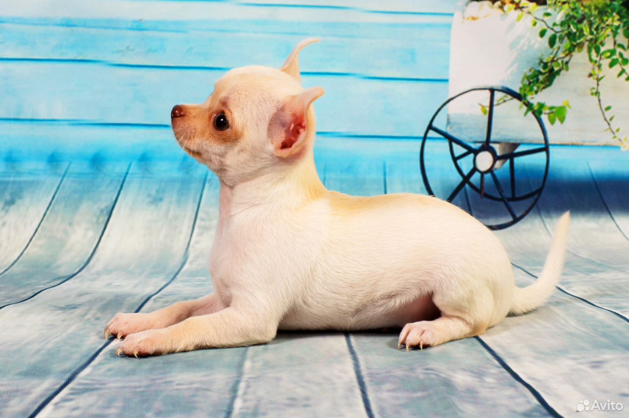 Чишки братишки