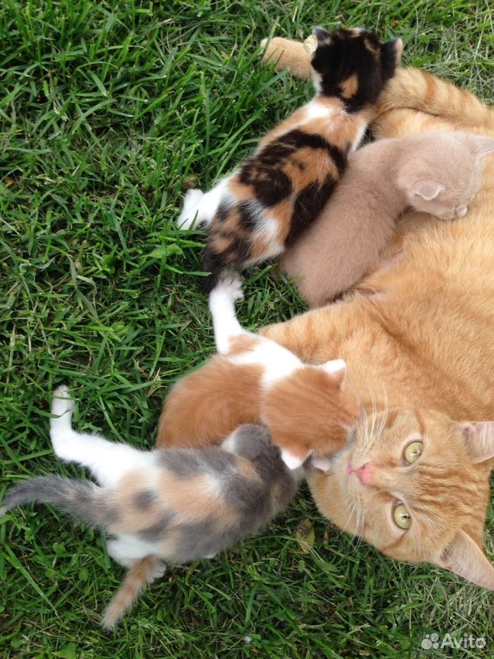 Котята