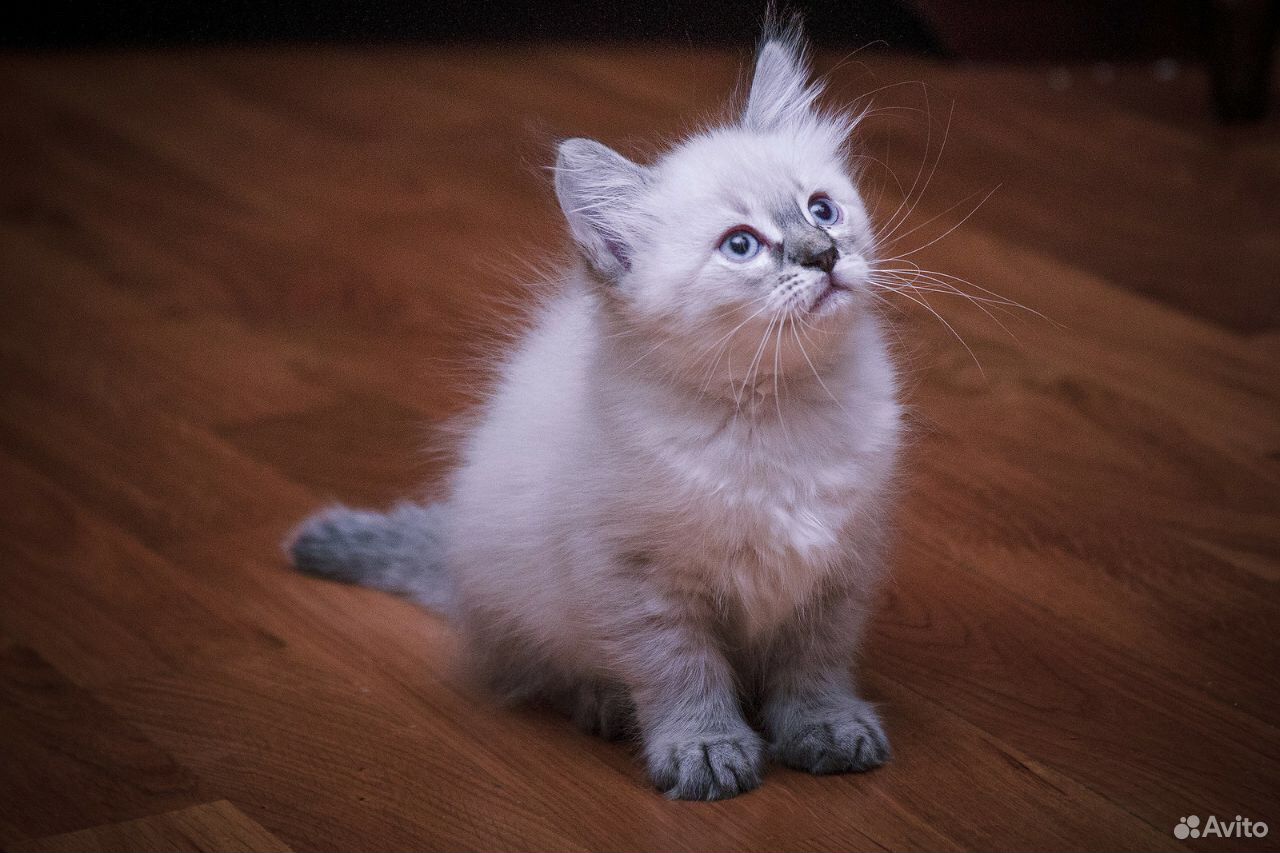 Котенок. Мальчик. 2 месяца