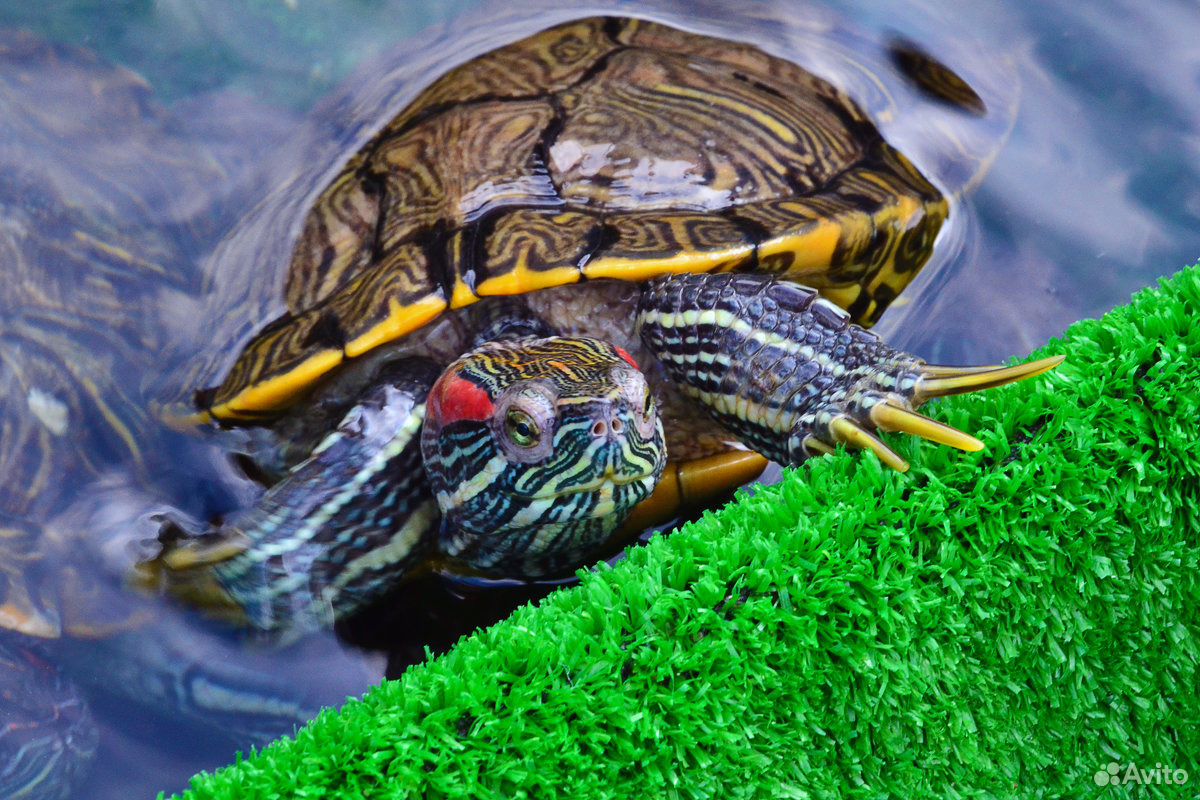 Красноухая черепаха бесплатно