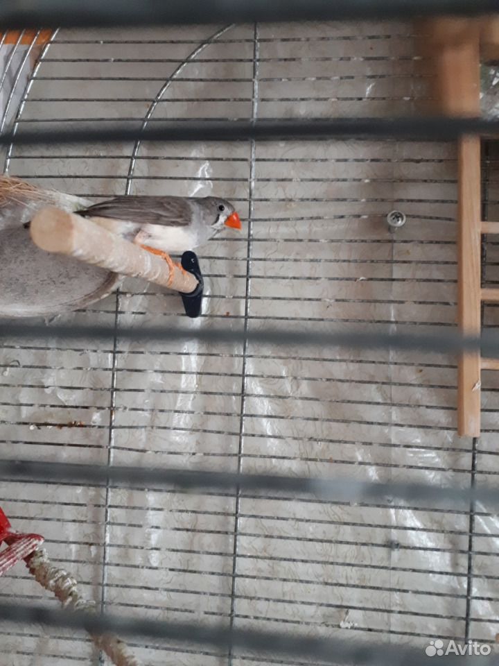 Самочка зебровой амадины