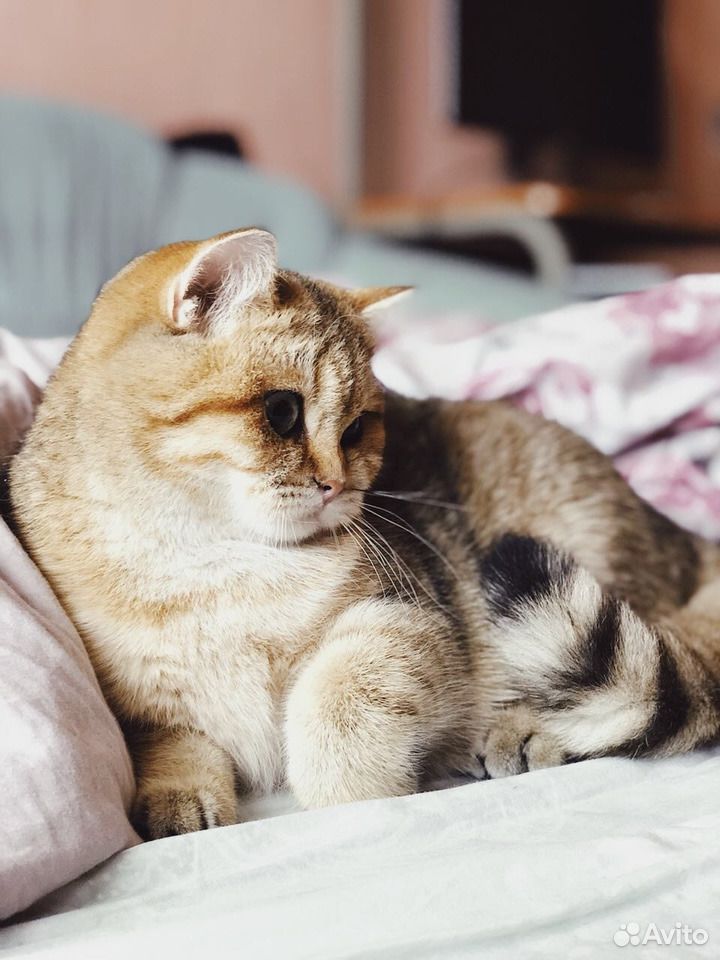 Кошка в хорошие руки