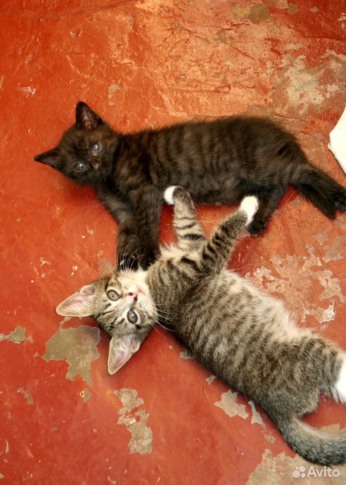 Полосатики мальчик и девочка