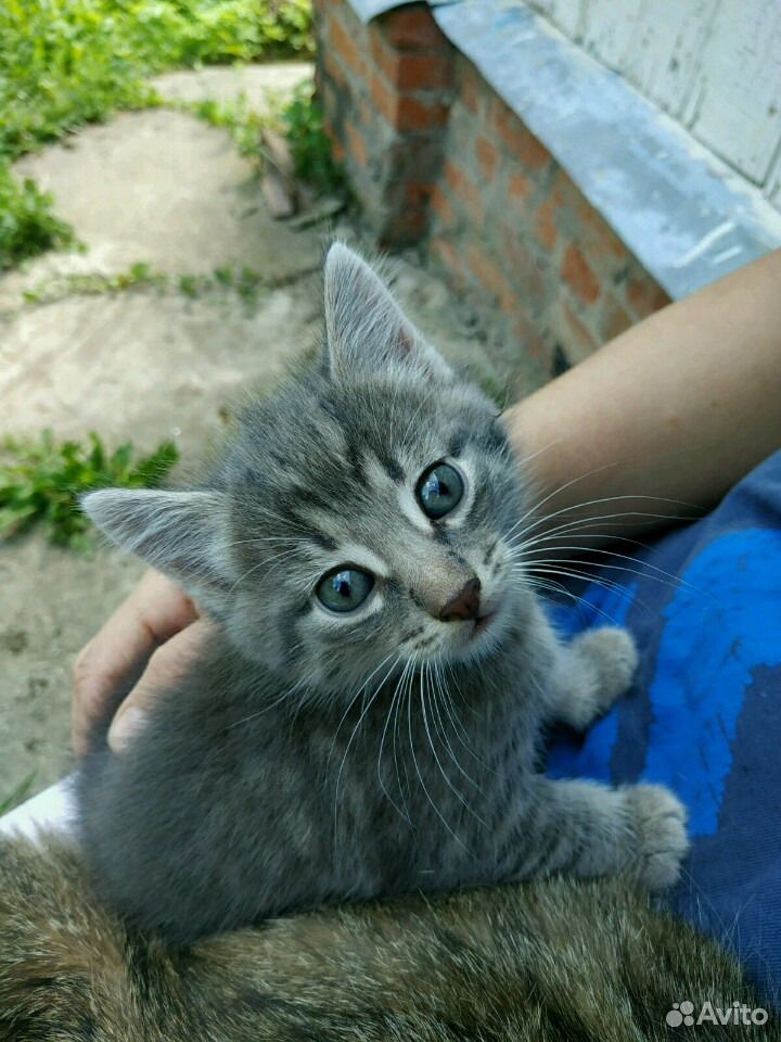 Котенок в дар