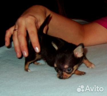Чихуахуа супер-мини Бебби-Бум