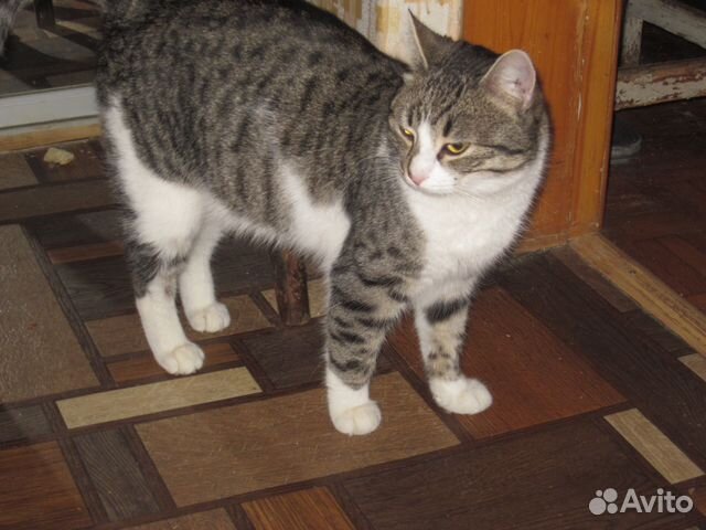 Добрейший котик-дружочек в дом