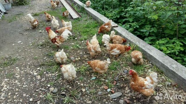 Мини-мясные