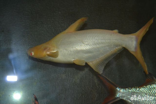 Пангасиус альбинос