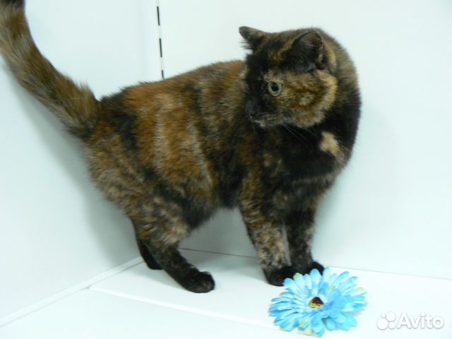 Обворожительная Триша