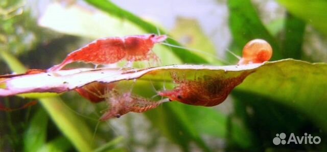 Аквариумные жители