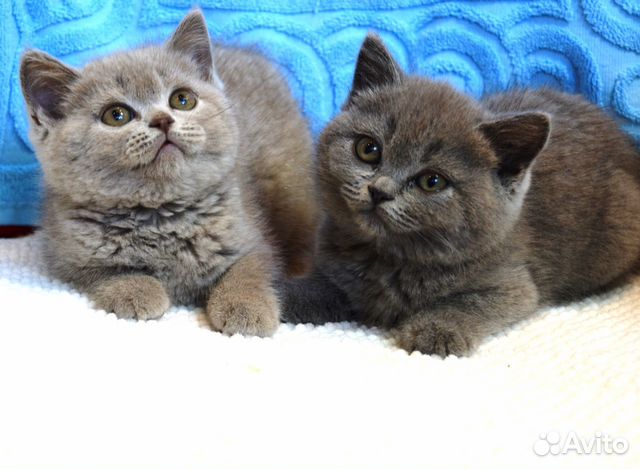 Машенька и Глашенька