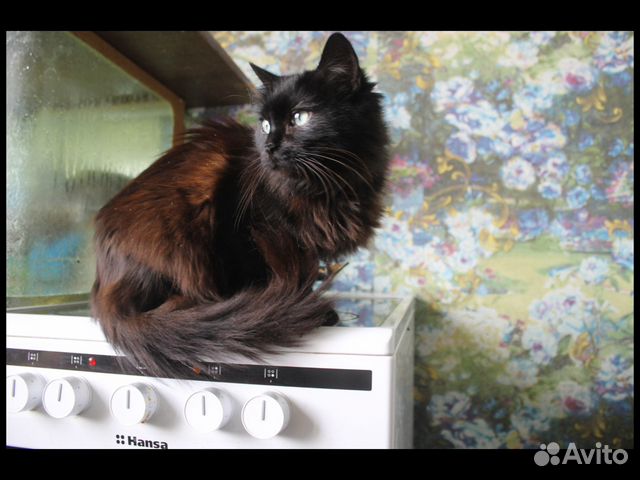 Кошечка чёрная пушистая в добрые руки