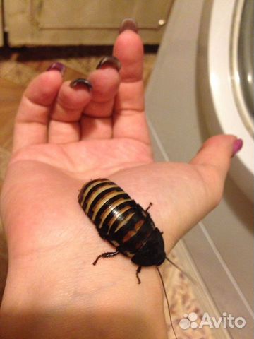 Мадагаскарские шипящие тараканы