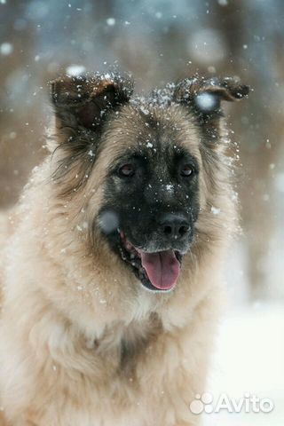 Альма 2 года стерилизована