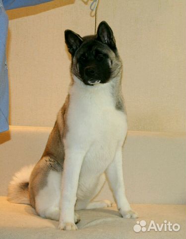 Щенки Американской Акиты