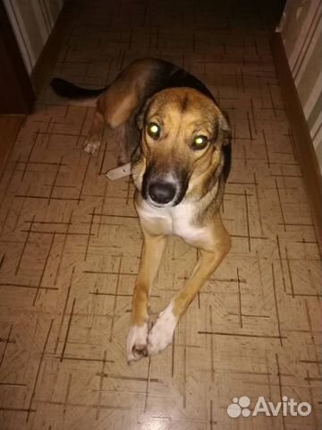 Щенки даром