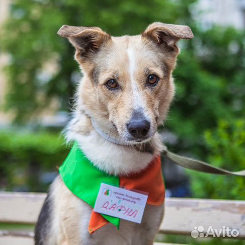 Веселая активная собака Дафна в добрые руки