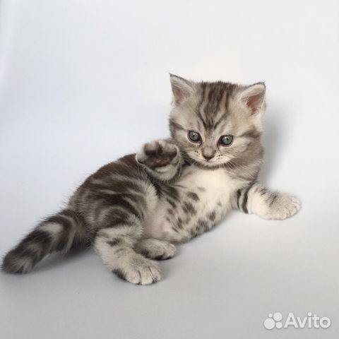 Шотландские чистокровные котята