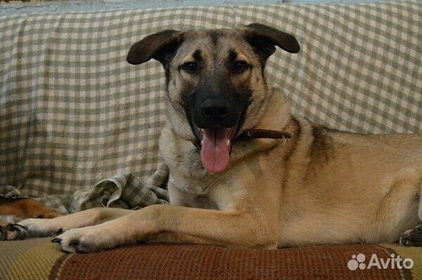 Молоденький песик 1,5 года.Ждет хозяина