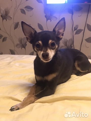 Русский той терьер