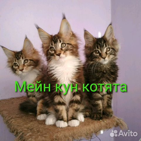 Мейн-кунятки