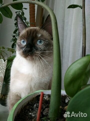 Тайская кошечка в доьрые руки