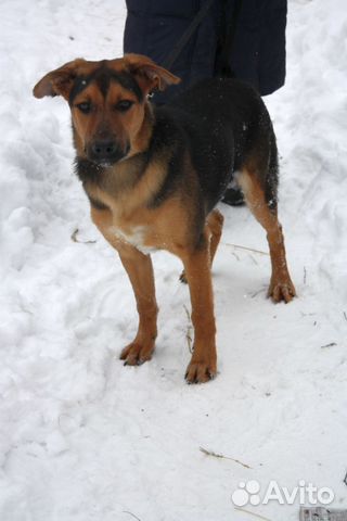 Пальма ищет дом