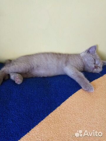 Британский котёнок