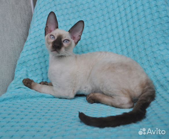 Роскошный котик корниш-рекс