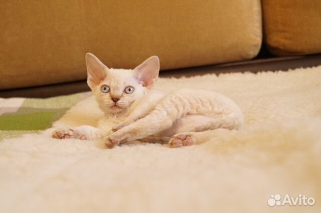 Кошечка девон рекс