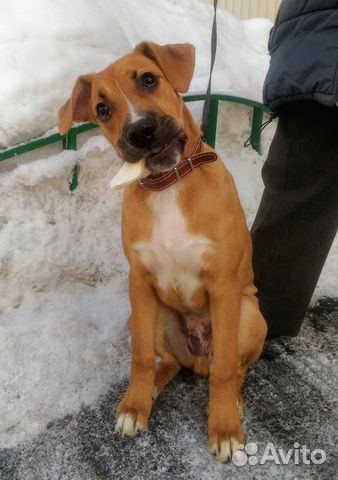 Чудесный Ник в добрые руки