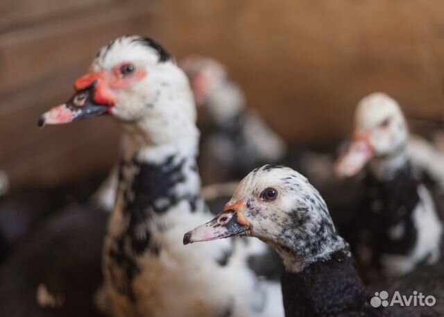 Индоутки (мускусные утки)