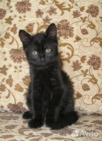 Славный котёнок