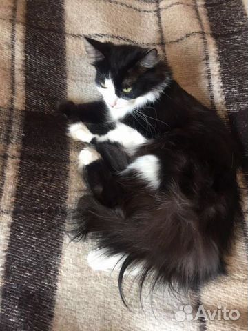 Ищем добрых ответственных хозяев