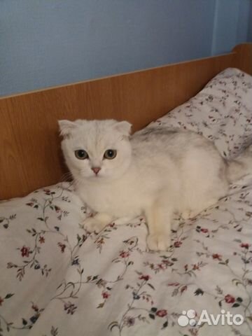 Серебристая шиншила