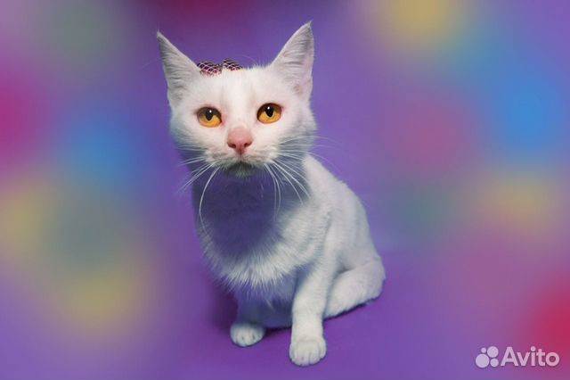 Белочка- белоснежная девочка в дар