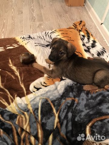 Щенок даром