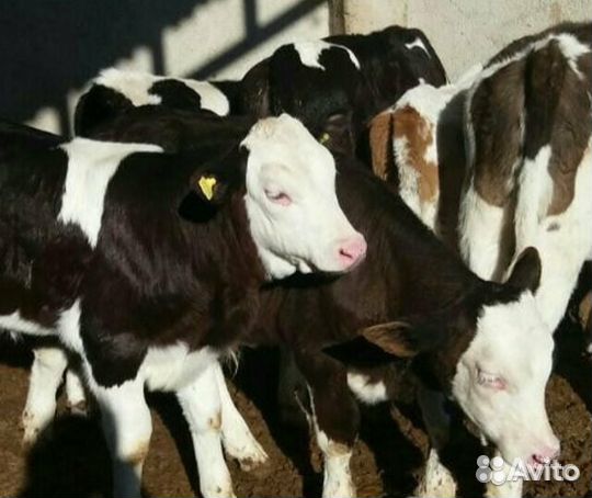 Бычки племенные