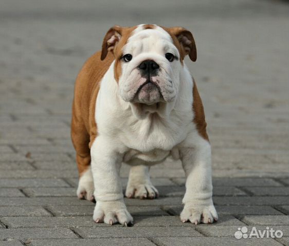 Английская Принцесса