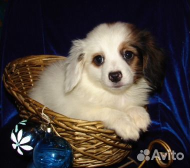 Щенок-Мотылек