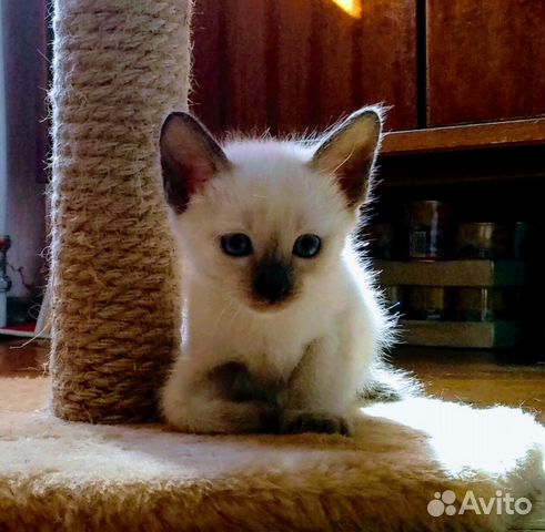 Три сиамских поросёнка